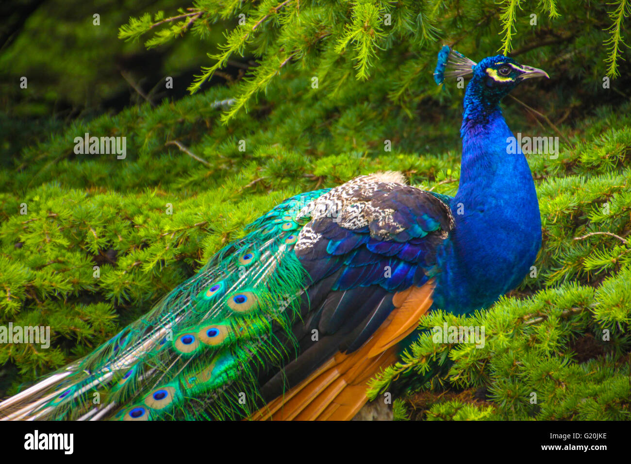 Elegant peacock and tree Stock Photo - Alamy