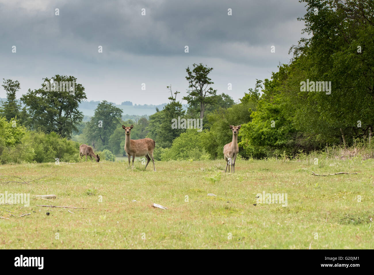 Deer landscape Britain Stock Photo - Alamy