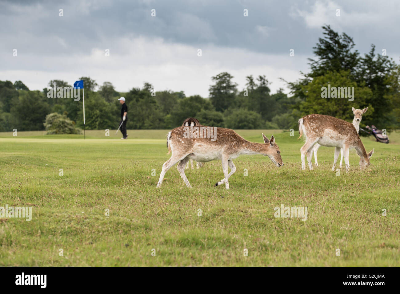 Active deer hi-res stock photography and images - Alamy
