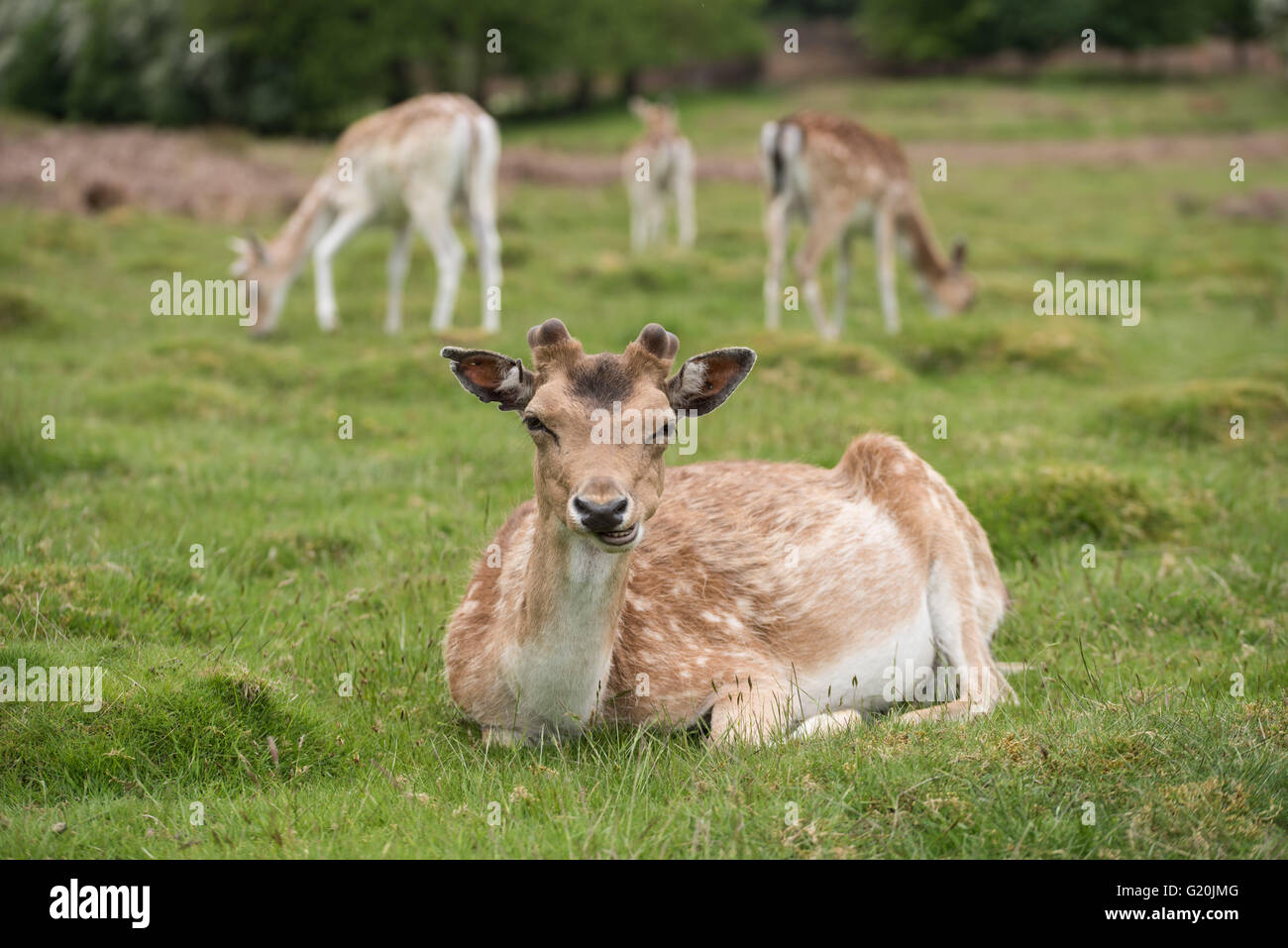 Deer laying down hi-res stock photography and images - Alamy