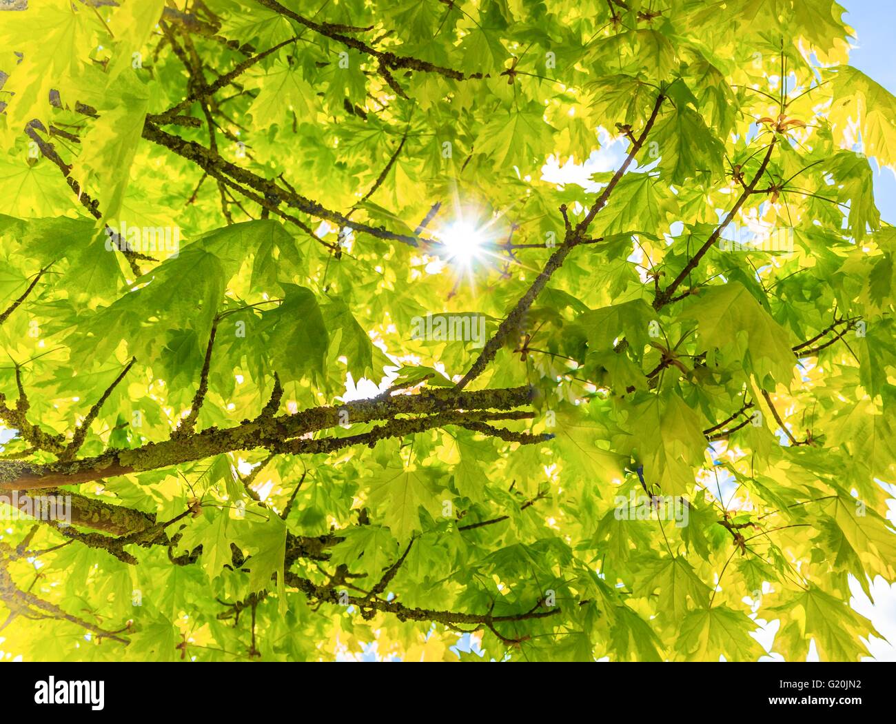 Starburst tree hi-res stock photography and images - Alamy