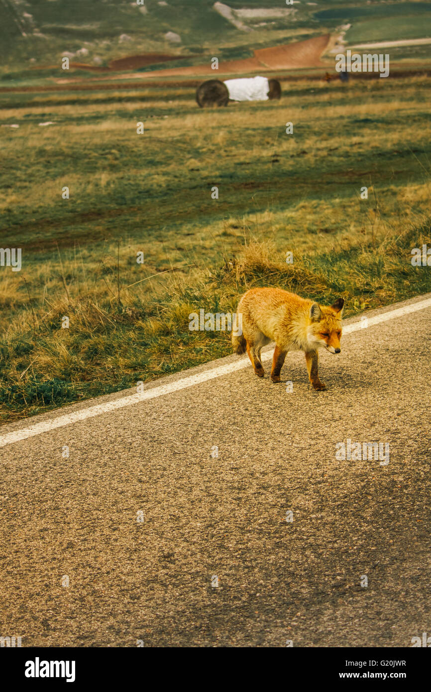 Fox crossing a road in a wild valley Stock Photo - Alamy