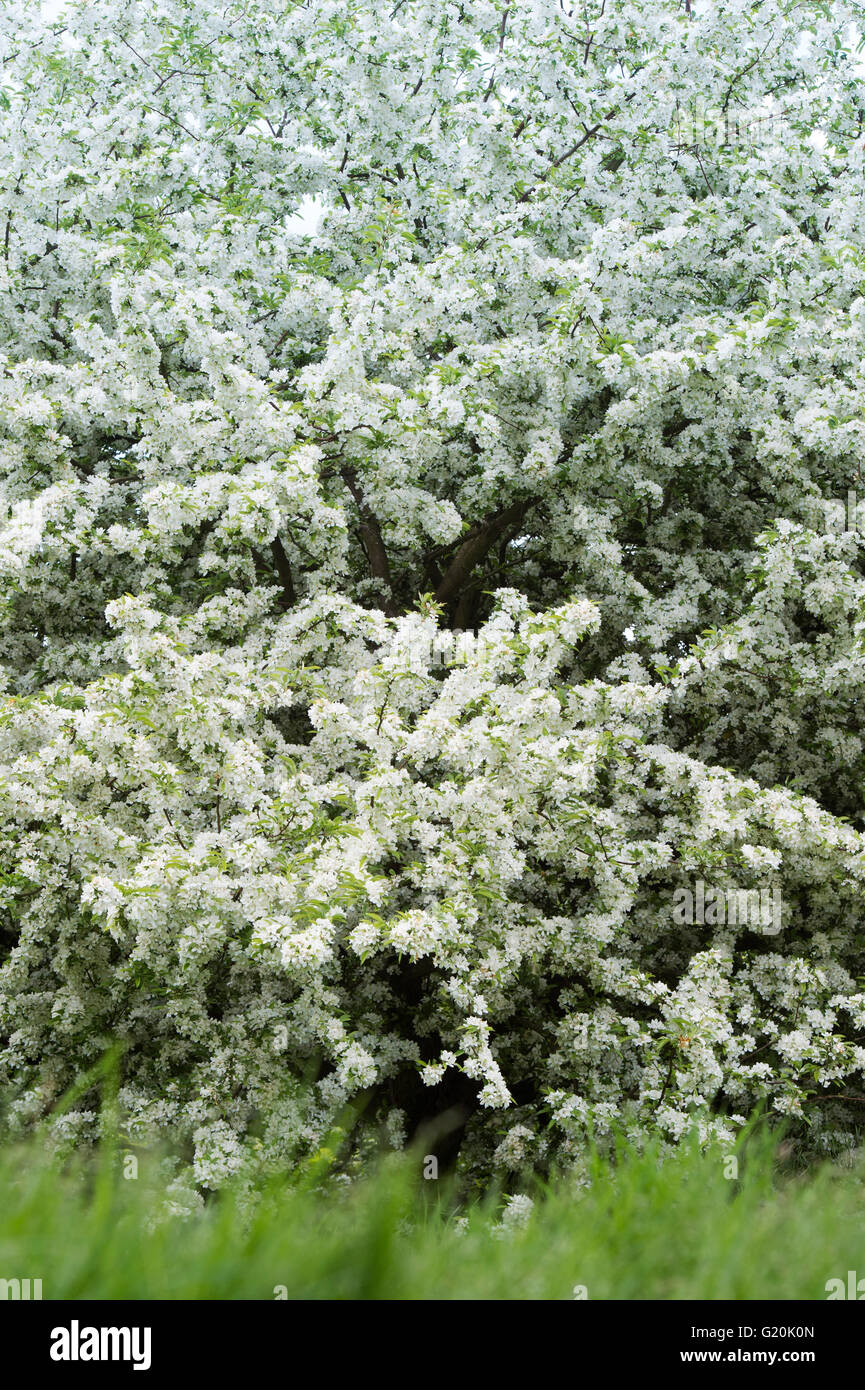 Malus toringo. Japanese Crab Apple tree in blossom Stock Photo - Alamy