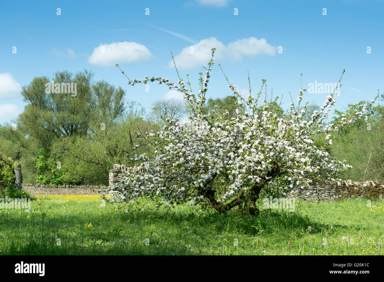 Old apple tree hi-res stock photography and images - Alamy