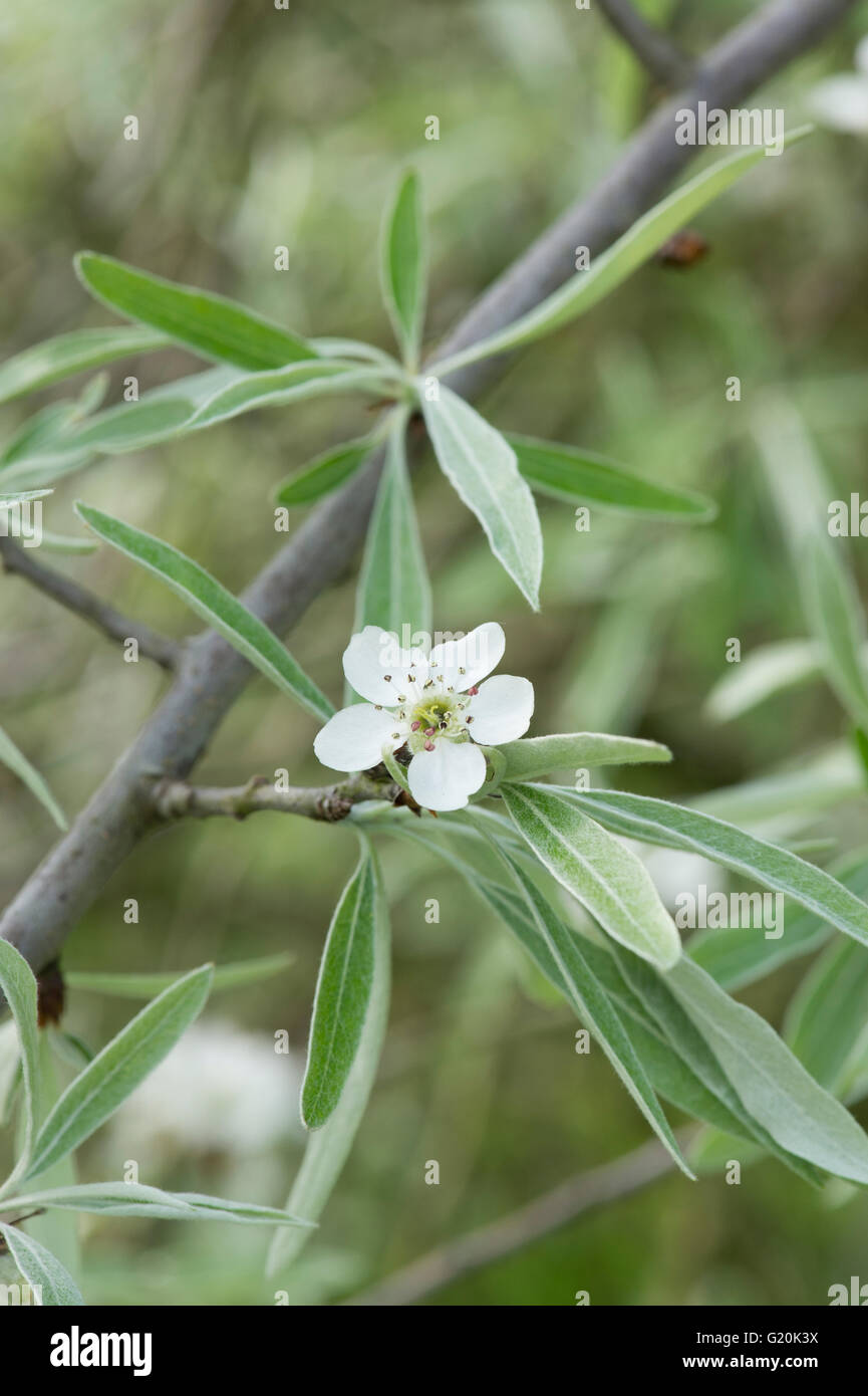Pyrus salicifolia 'Pendula' . Pendulous willow leaved pear tree in ...