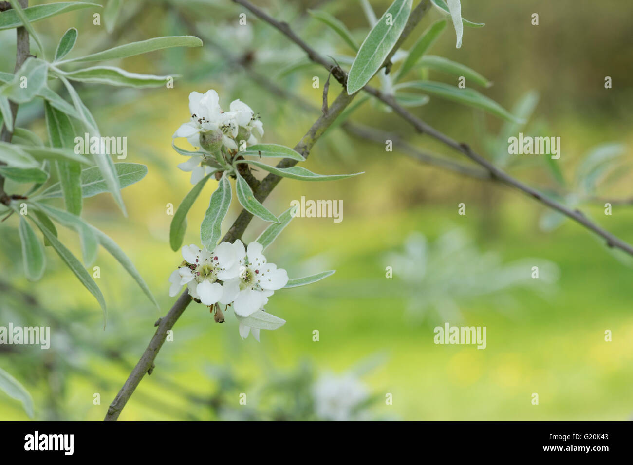 Pyrus salicifolia 'Pendula' . Pendulous willow leaved pear tree in ...