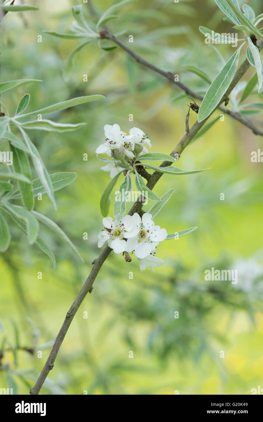 Pyrus salicifolia 'Pendula' . Pendulous willow leaved pear tree in ...