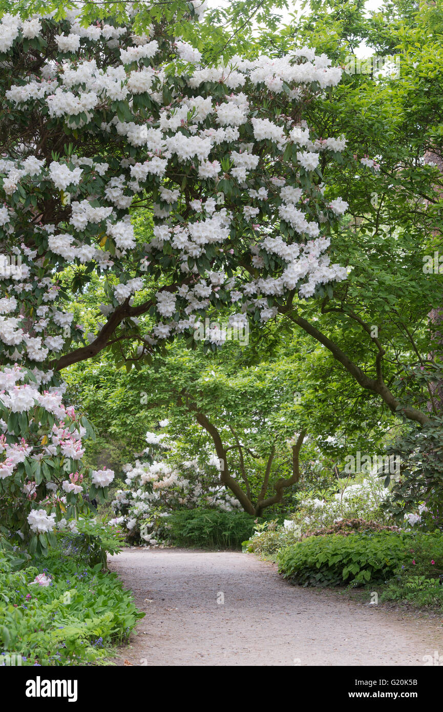 Rhododendron loderi pink diamond flowering over a path at RHS Wisley ...