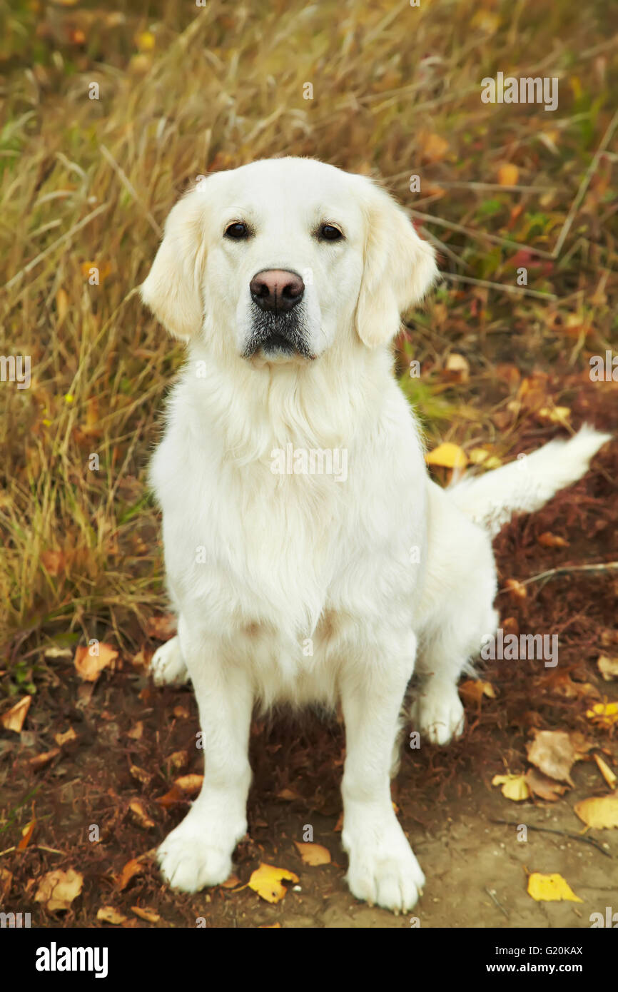 Beautiful young labrador dog hi-res stock photography and images - Alamy