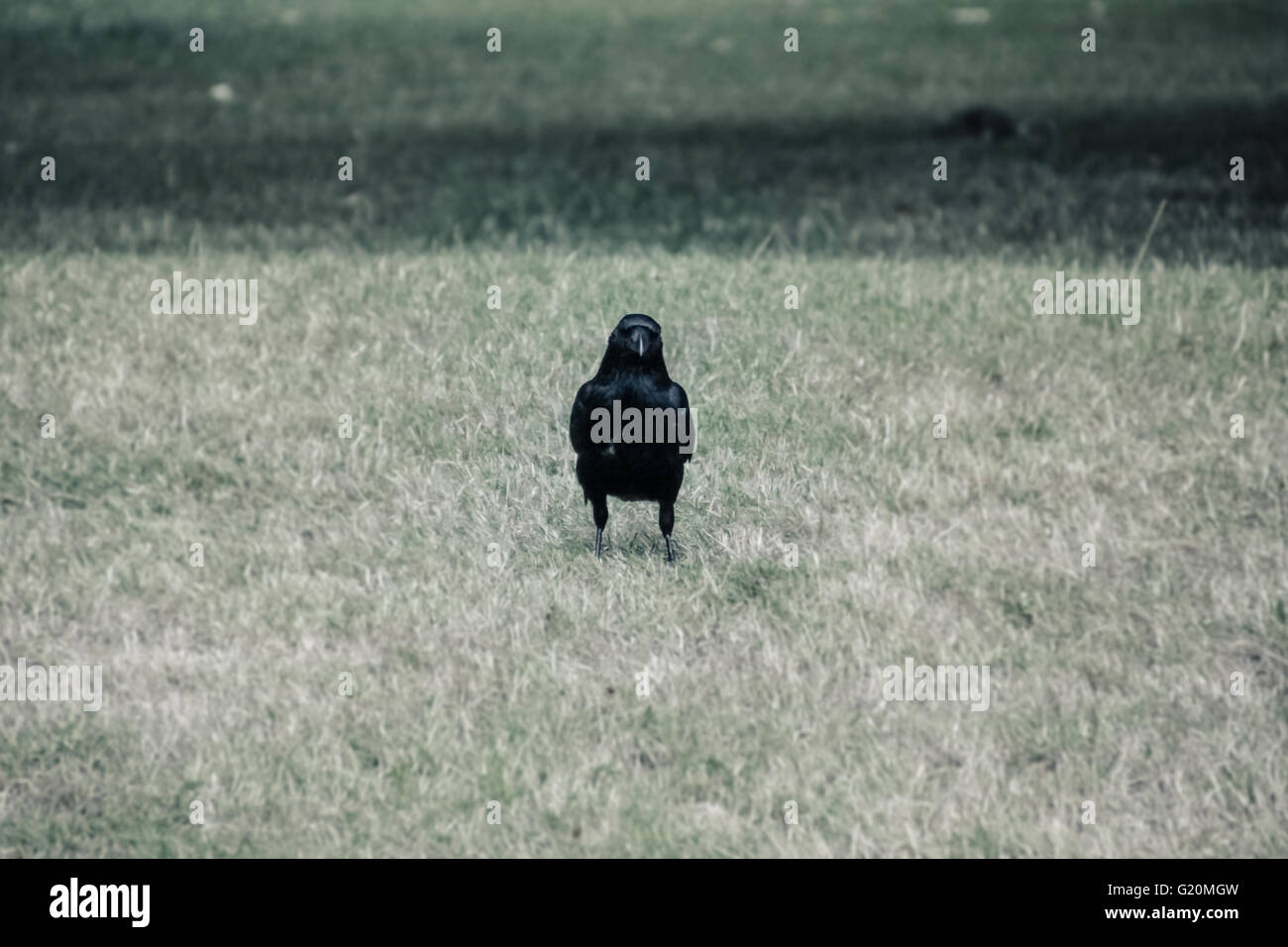 Creepy crow in a field Stock Photo - Alamy