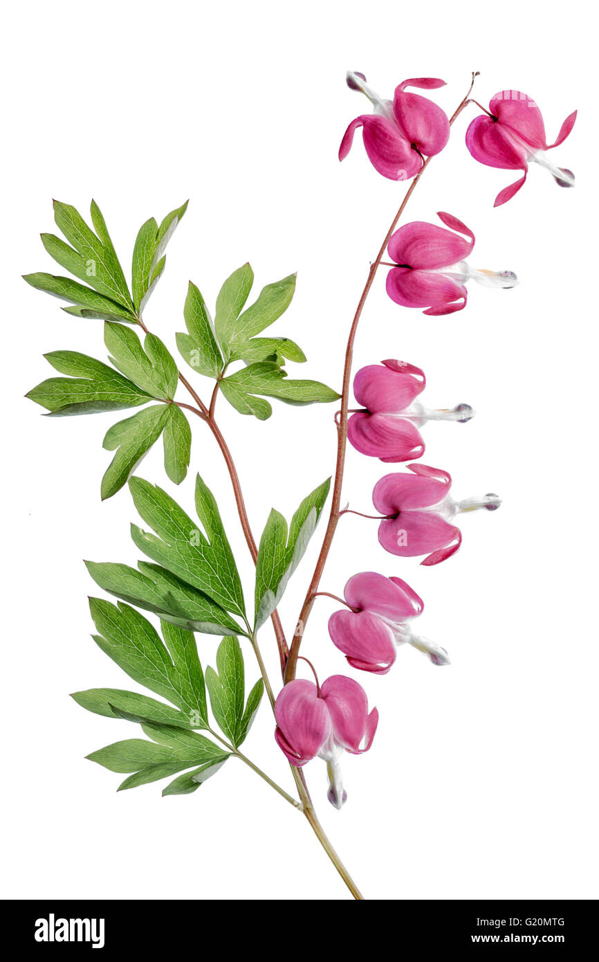 White bleeding heart dicentra spectabilis Cut Out Stock Images ...