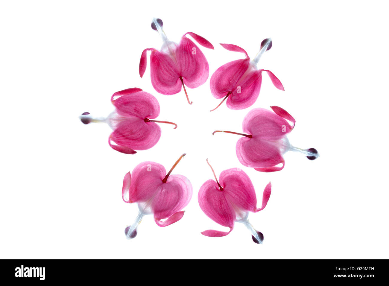 White bleeding heart dicentra spectabilis Cut Out Stock Images ...