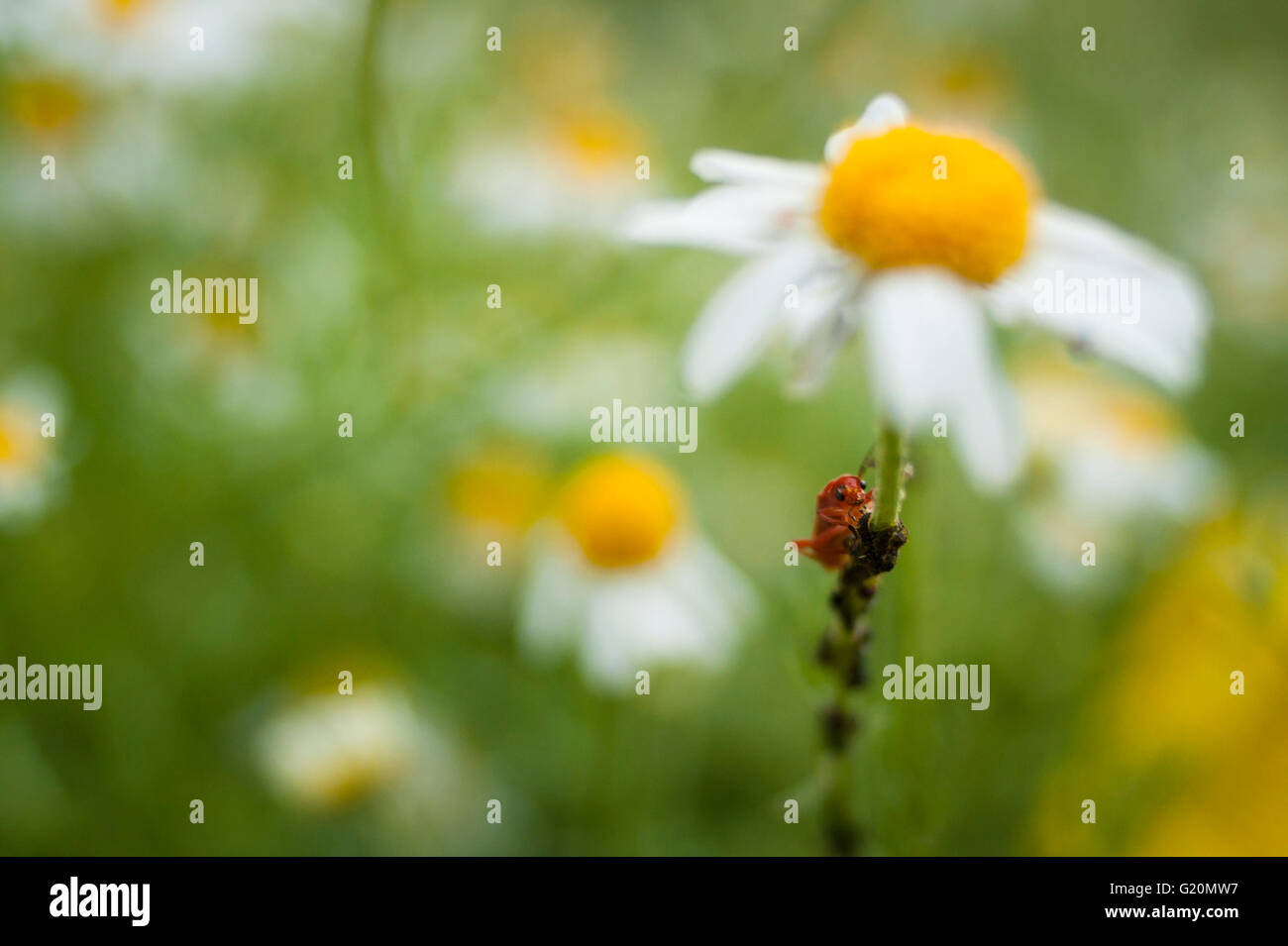 Red bug climbing to a daisy close up shot Stock Photo - Alamy