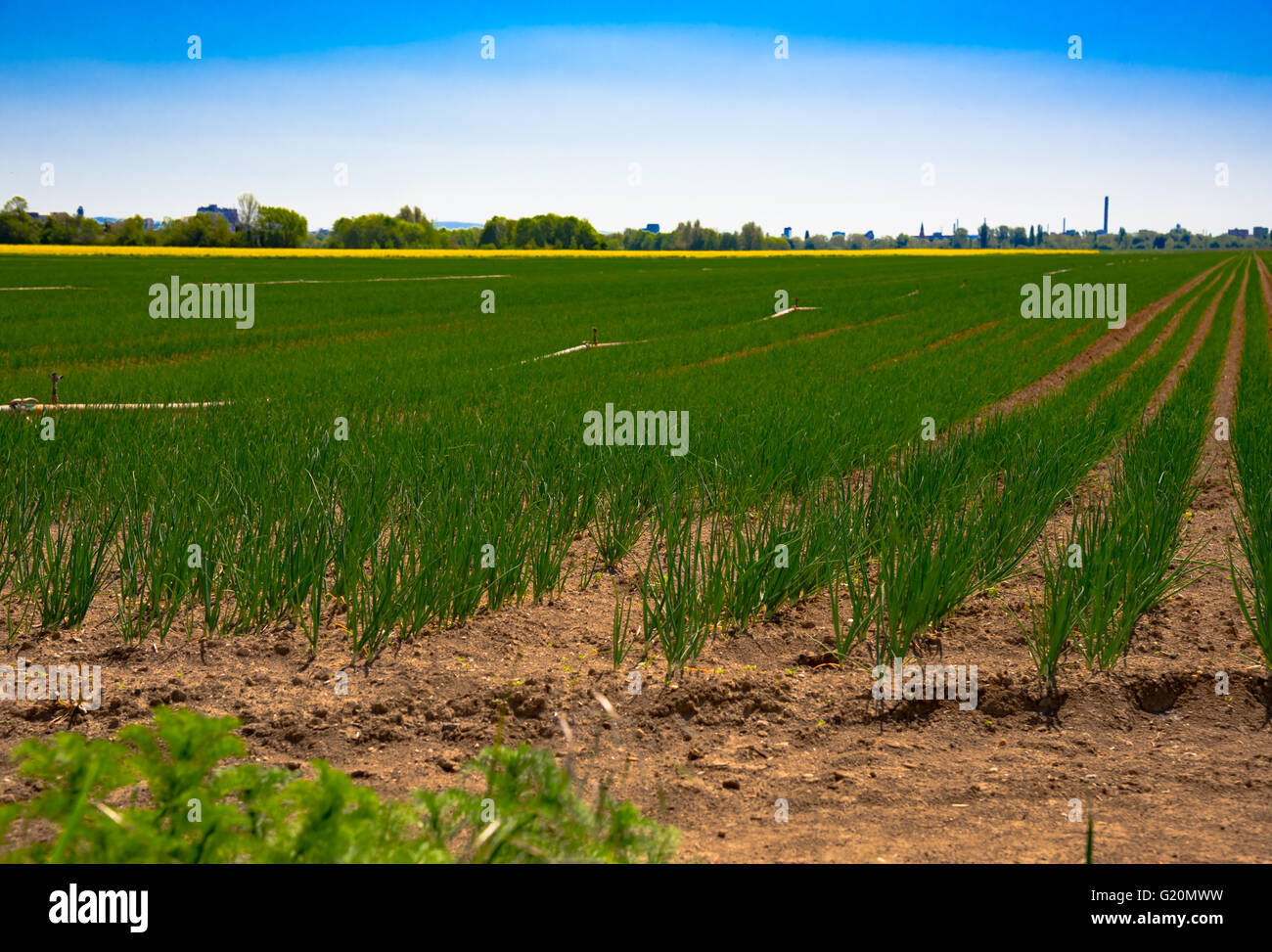 Agricultural field with onion Stock Photo - Alamy