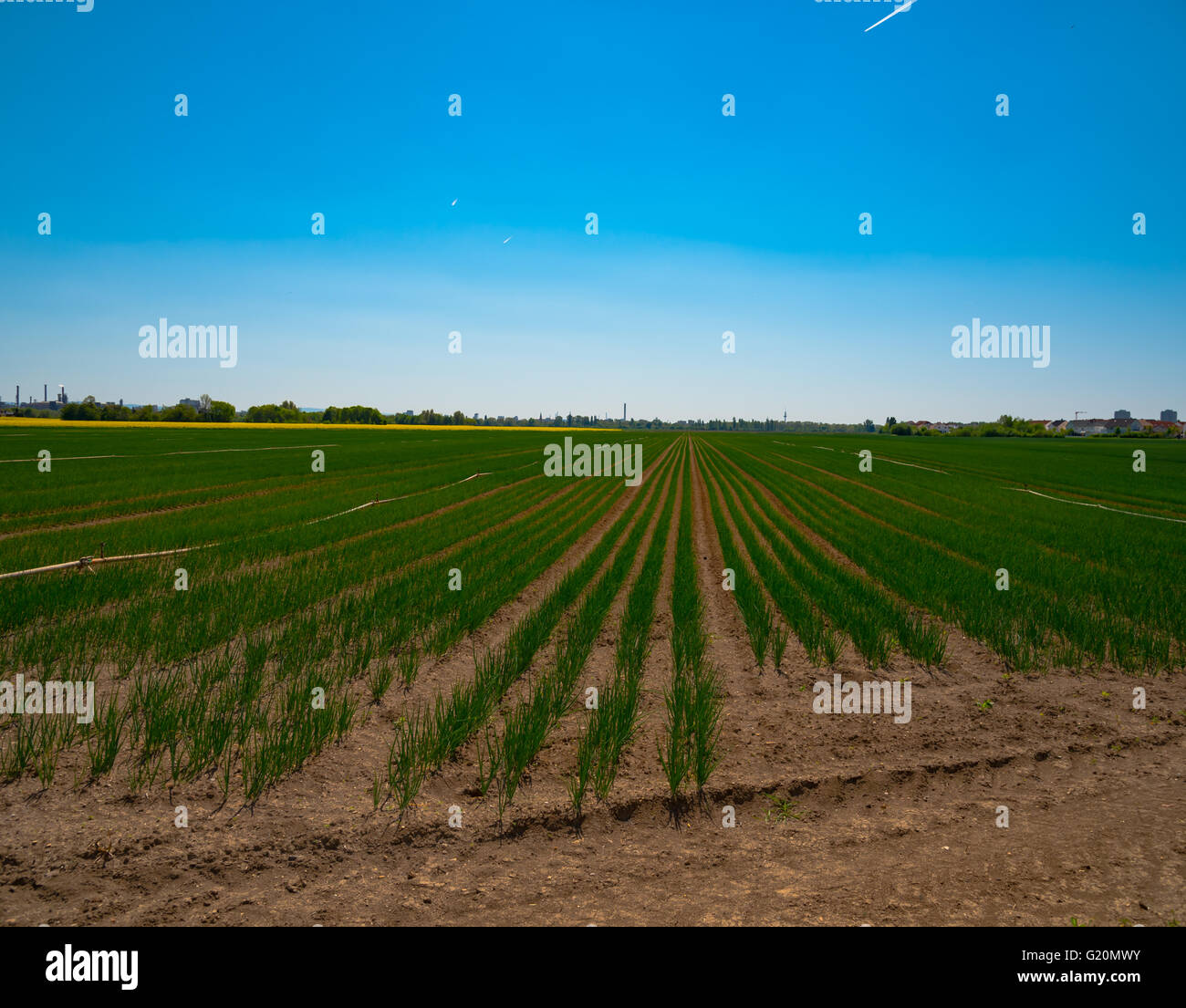 Agricultural field with onion Stock Photo - Alamy