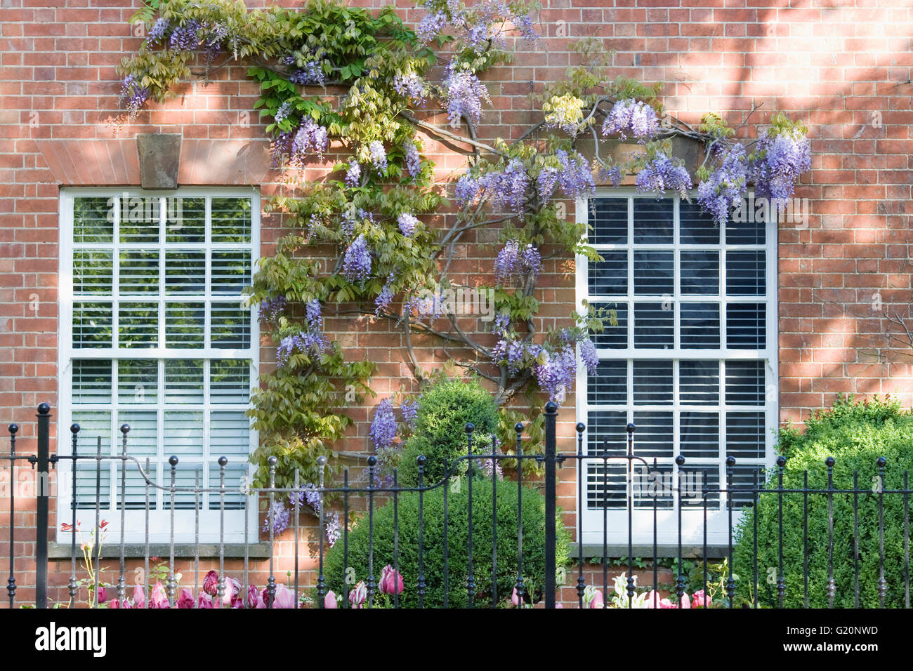 Building wisteria flowers hi-res stock photography and images - Alamy