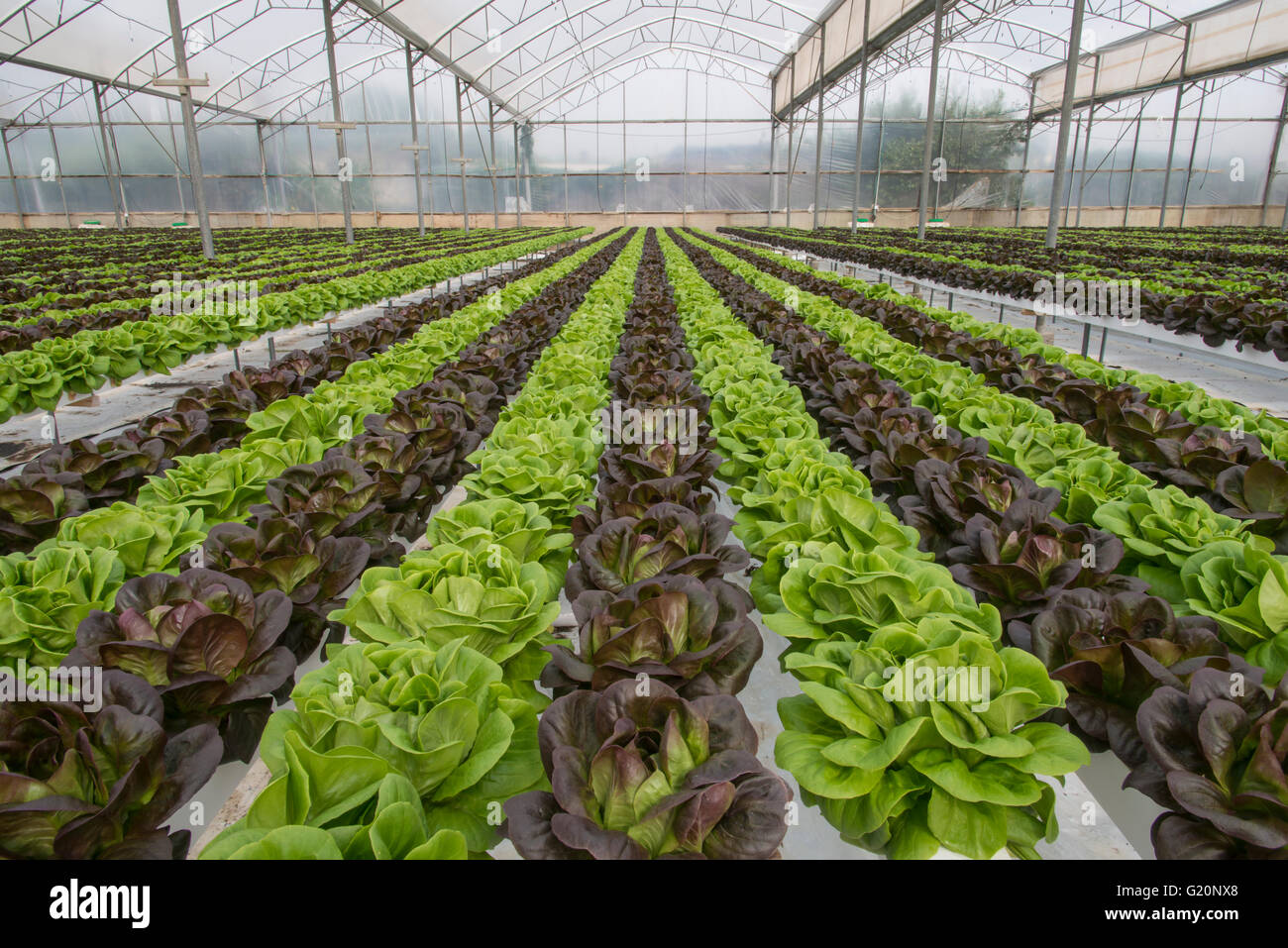 Lettuce hydroponic crops Stock Photo - Alamy