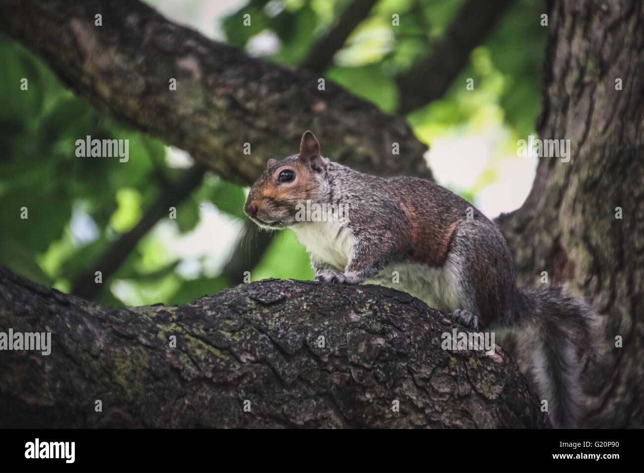 Bushy park nature hi-res stock photography and images - Alamy