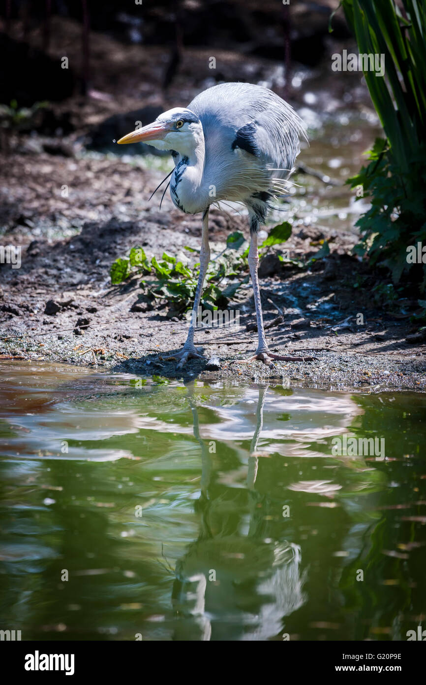 Grey Heron. Ardea cinerea (Ardeidae Stock Photo - Alamy