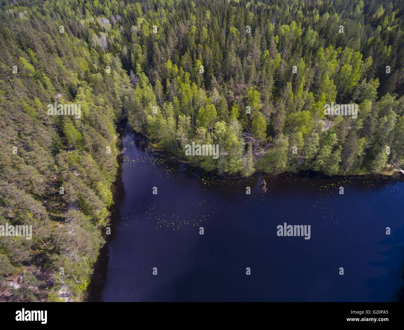 Finland state forest hi-res stock photography and images - Alamy