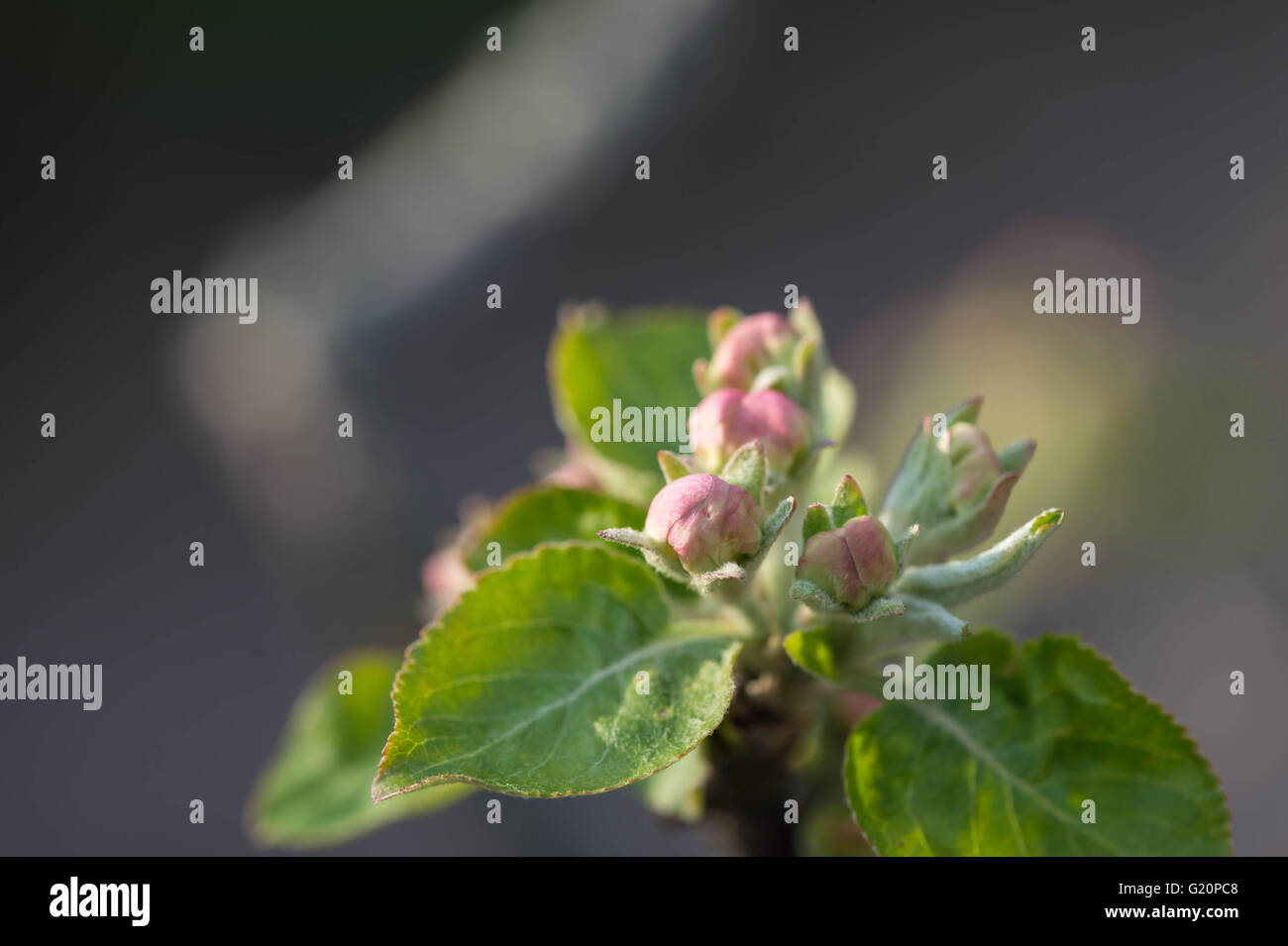 On a branch of tree hi-res stock photography and images - Alamy
