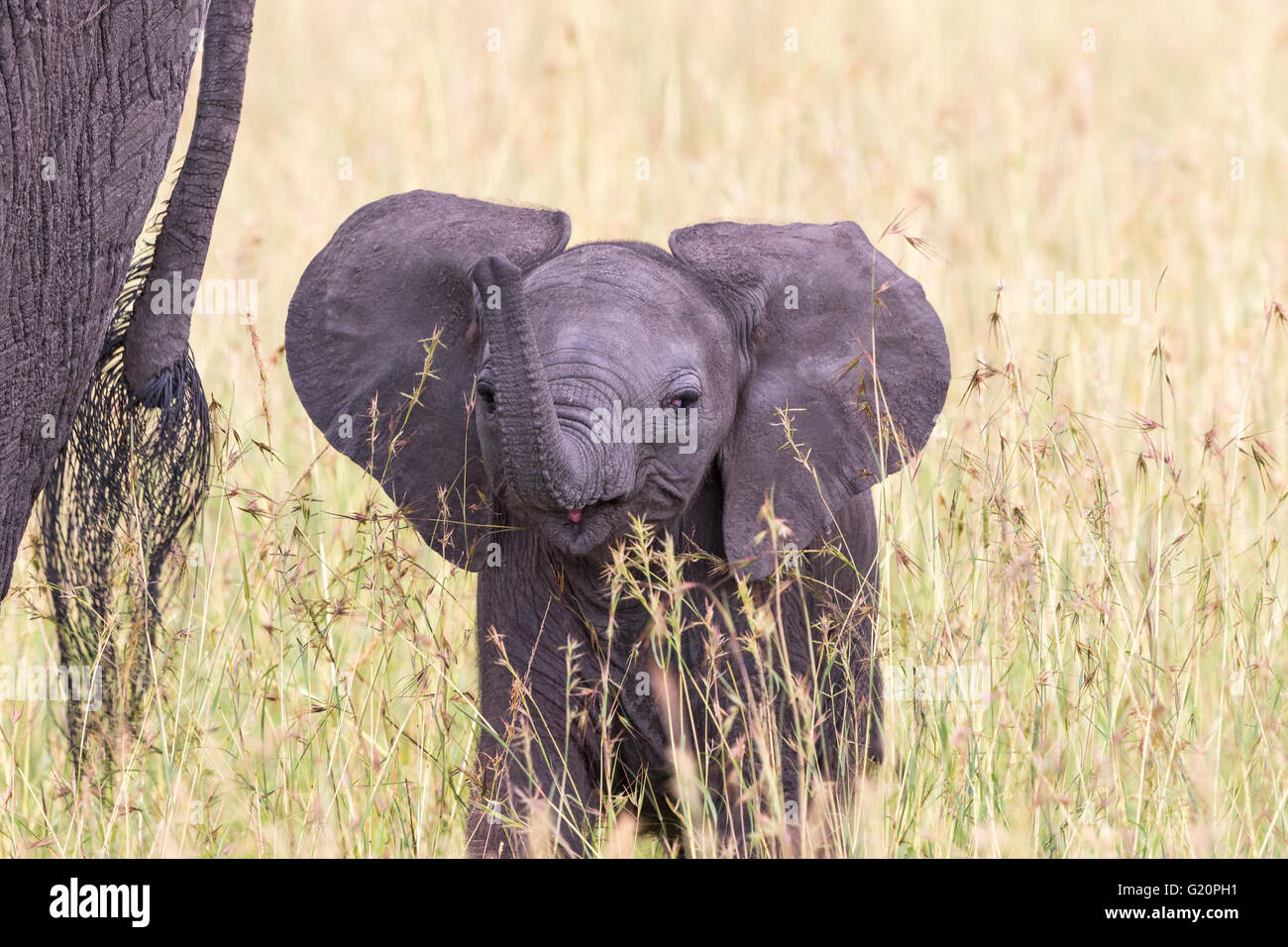 Newborn elephant playing with his trunk Stock Photo - Alamy