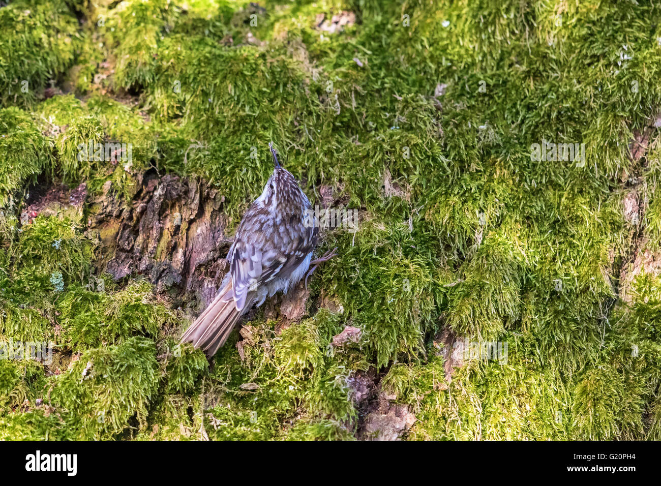 Treecreeper on bark hi-res stock photography and images - Alamy