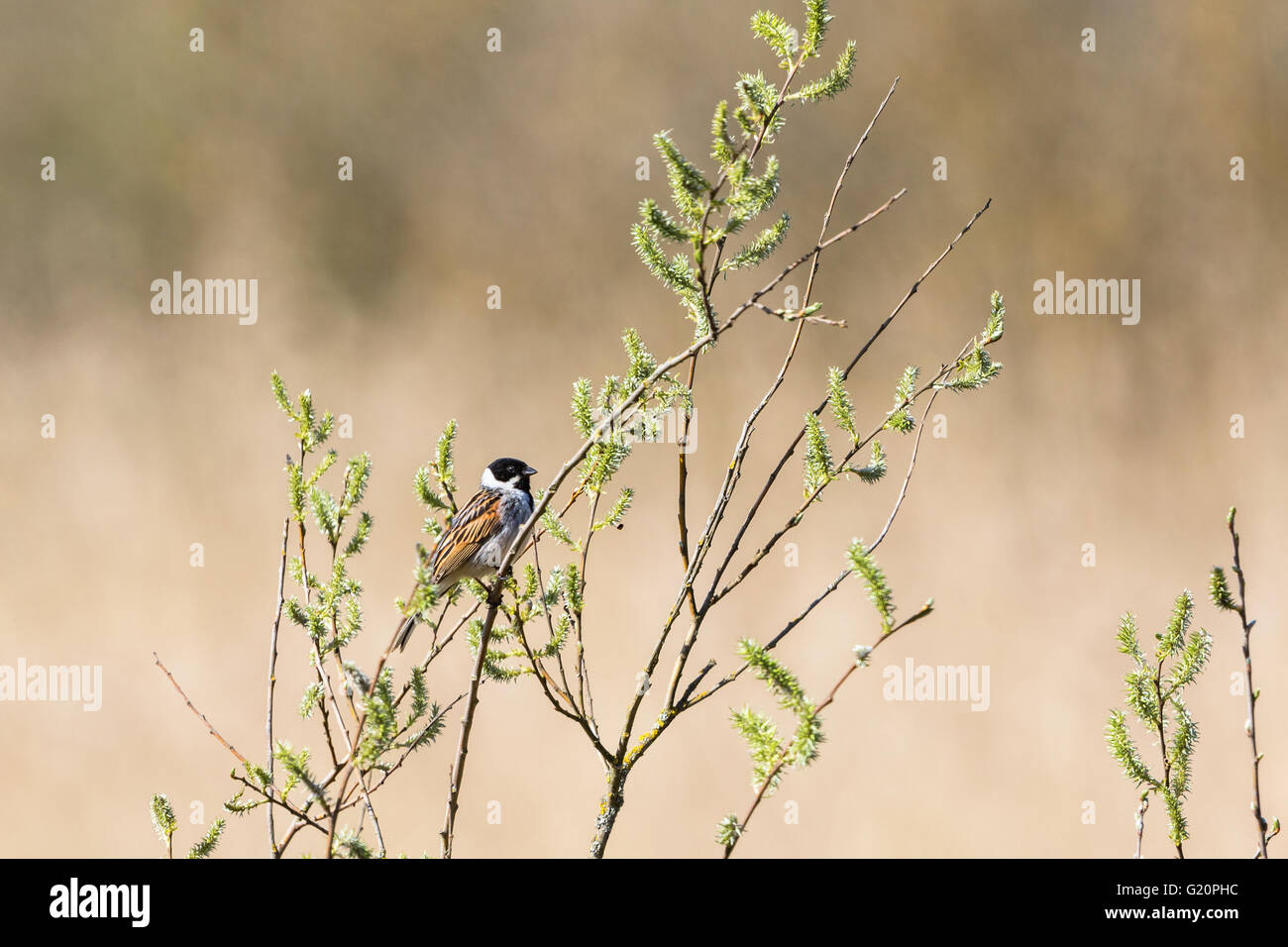 Reed pollen hi-res stock photography and images - Alamy