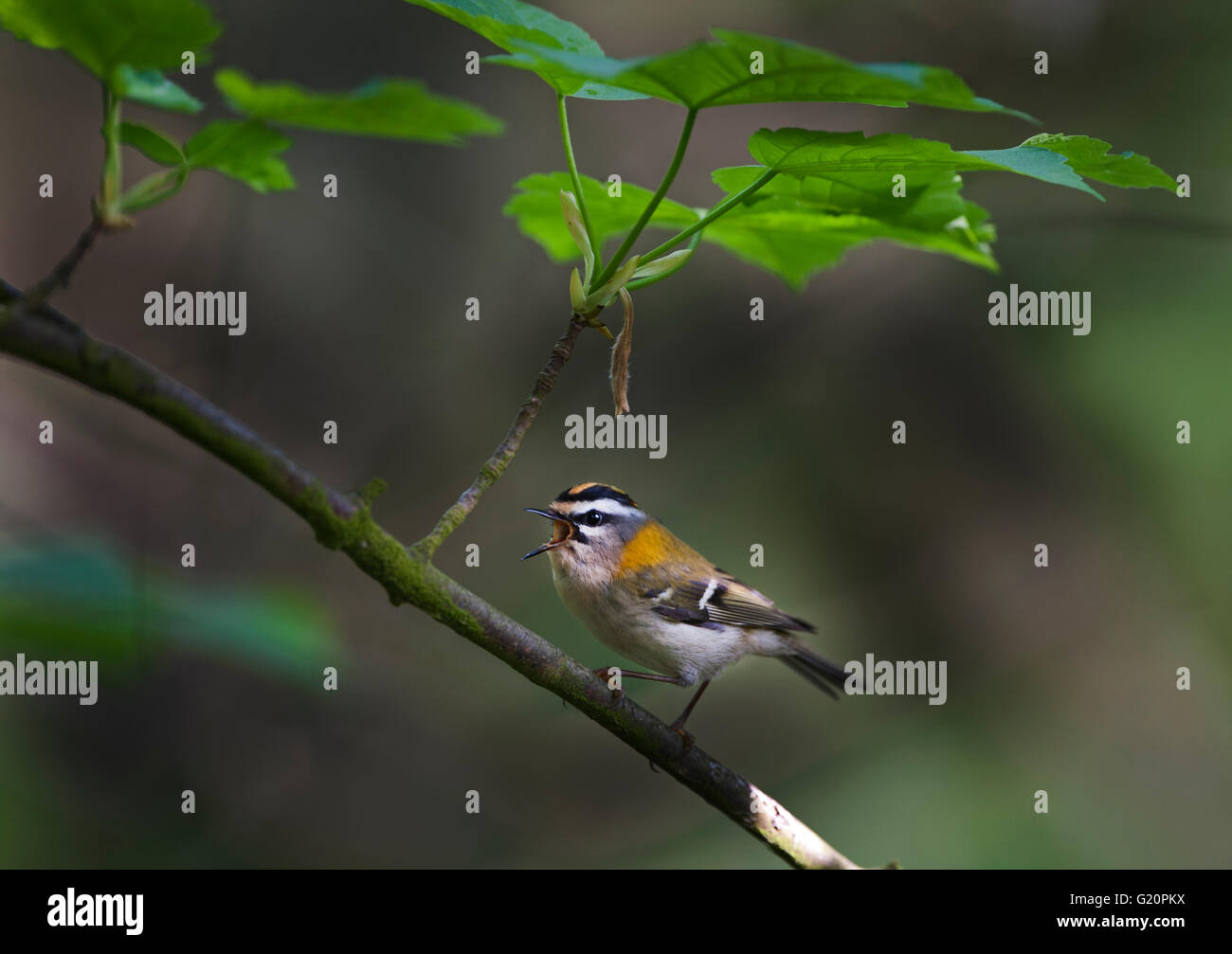 Regulus regulus singing hi-res stock photography and images - Alamy