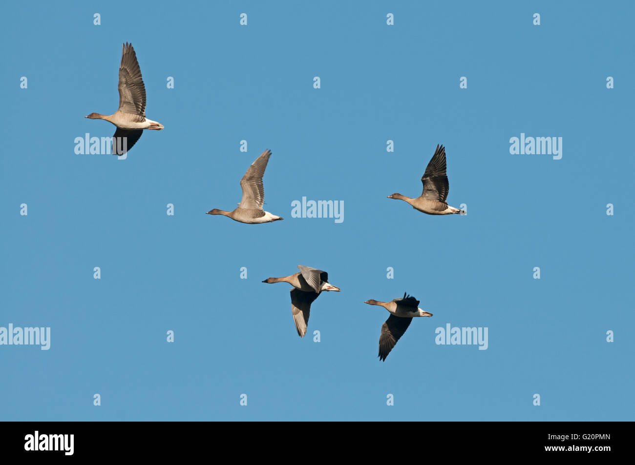 Pink-footed Geese Anser brachyrynchus in flight over farmland Norfolk ...