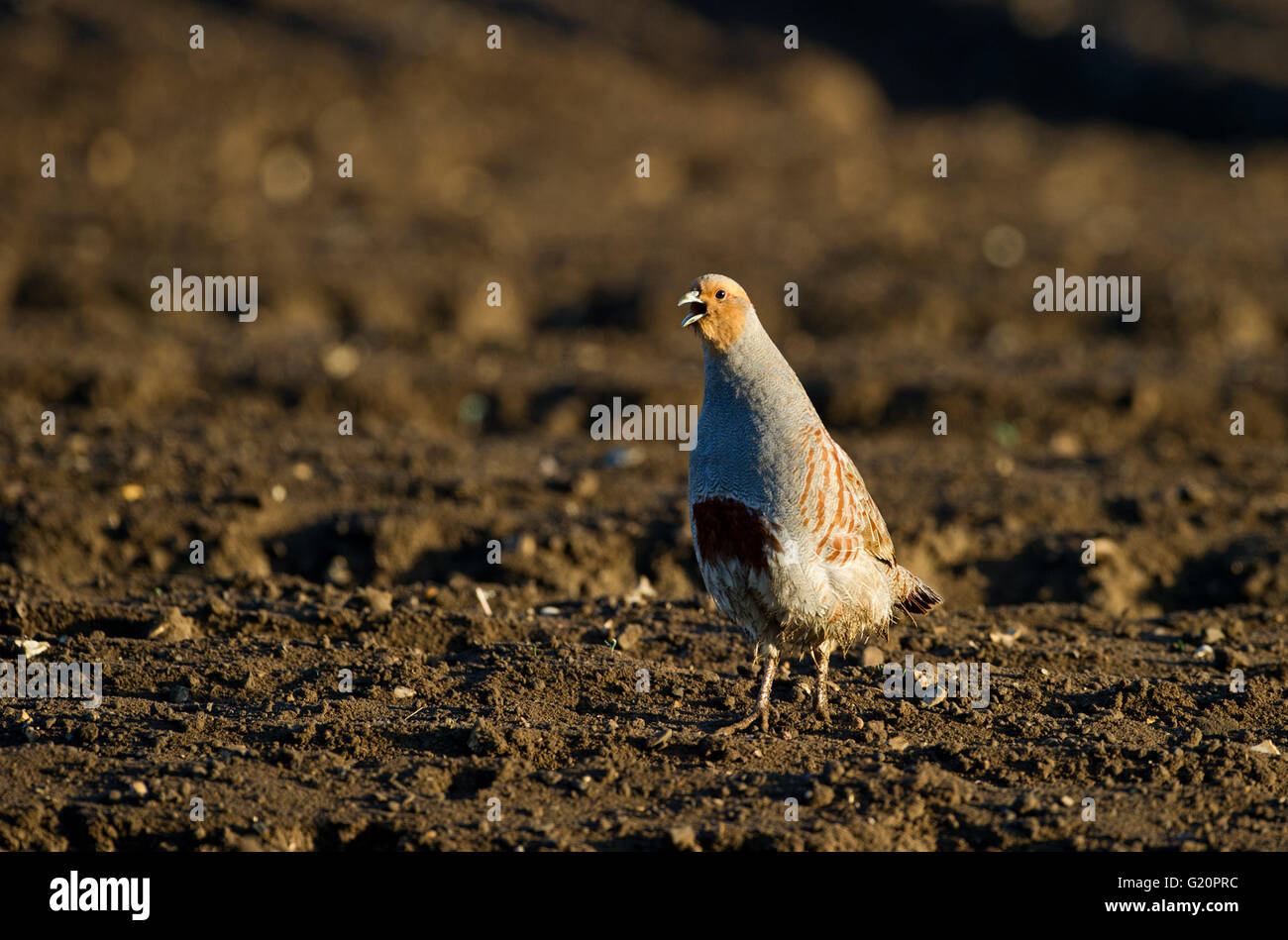 Grey Partridge Perdix perdix male on farmland Norfolk April Stock Photo ...
