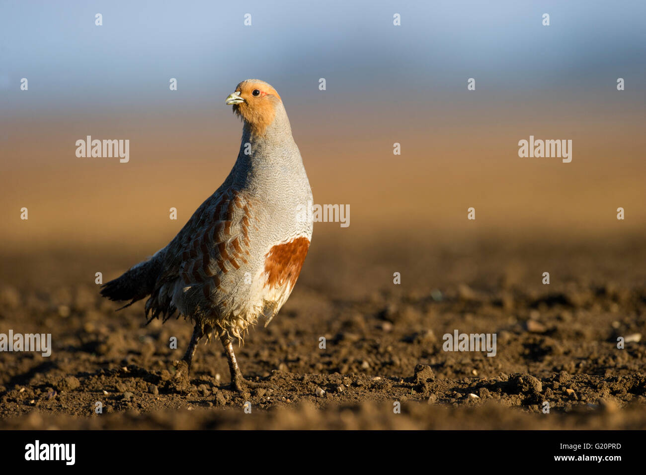 Grey Partridge Perdix perdix male on farmland Norfolk April Stock Photo ...