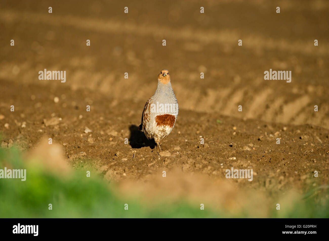 Grey Partridge Perdix perdix male on farmland Norfolk April Stock Photo ...