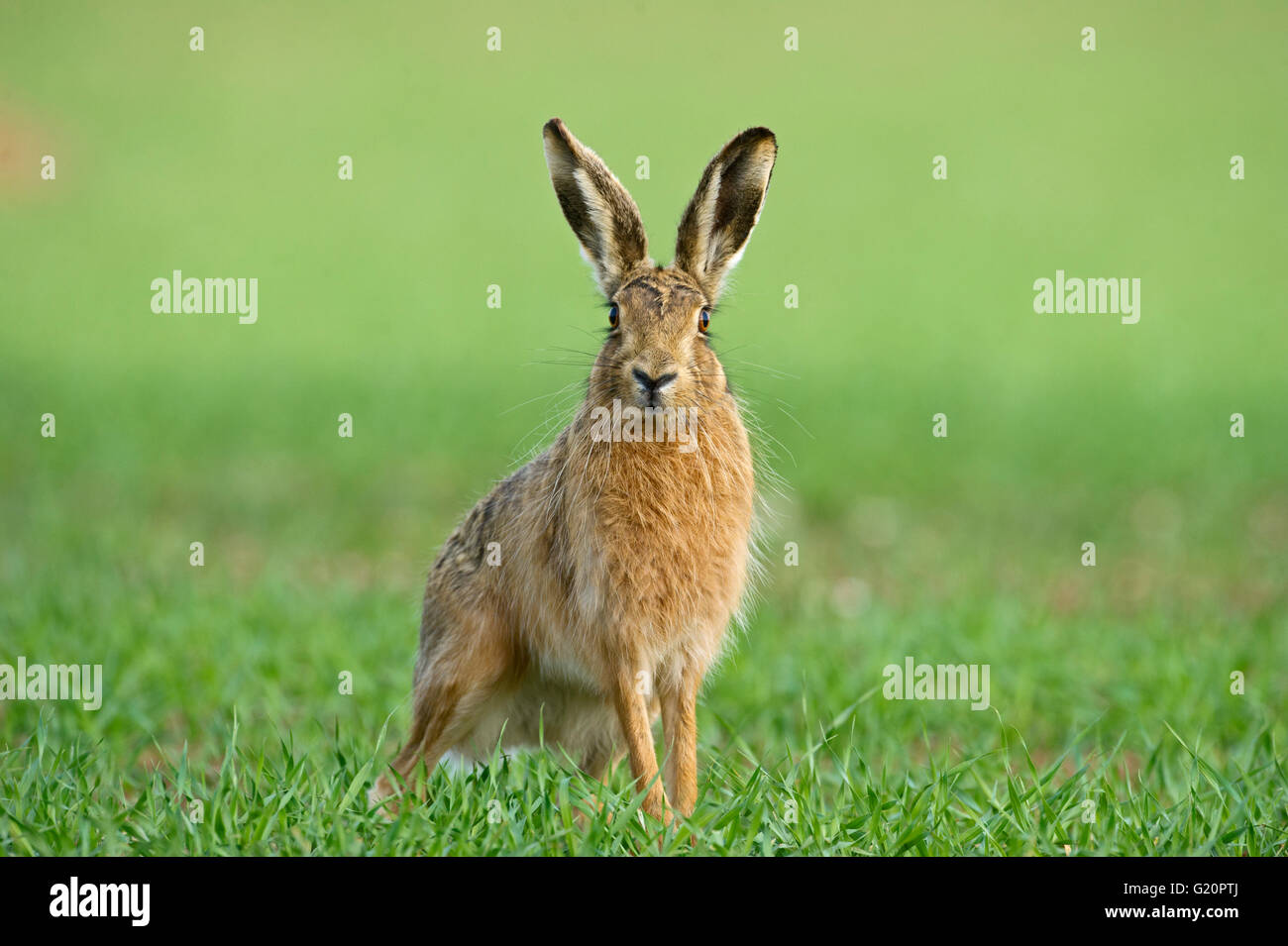 Spring hare uk hi-res stock photography and images - Alamy