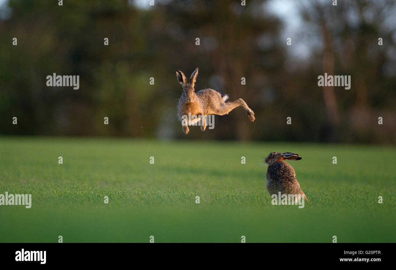 Boxing hares hi-res stock photography and images - Alamy