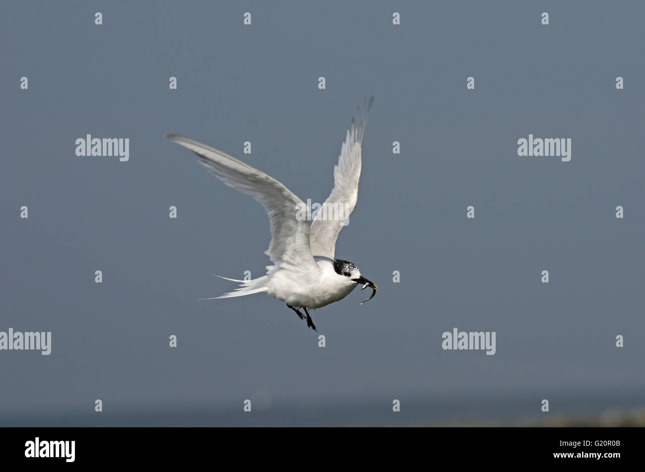 Sandwich Tern Sterna sandvicensis with sand eel Farne Islands ...