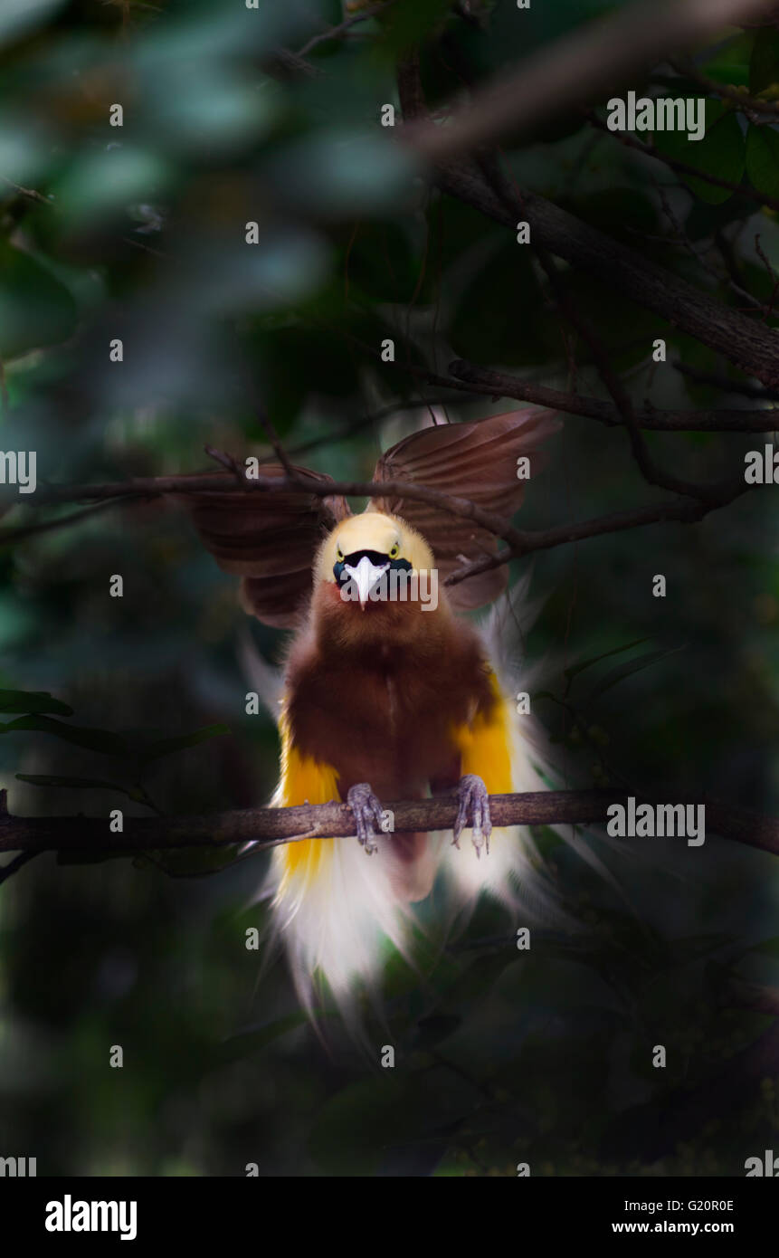 Lesser Bird of Paradise Paradisaea minor displaying at lek Nr Mt Hagen ...
