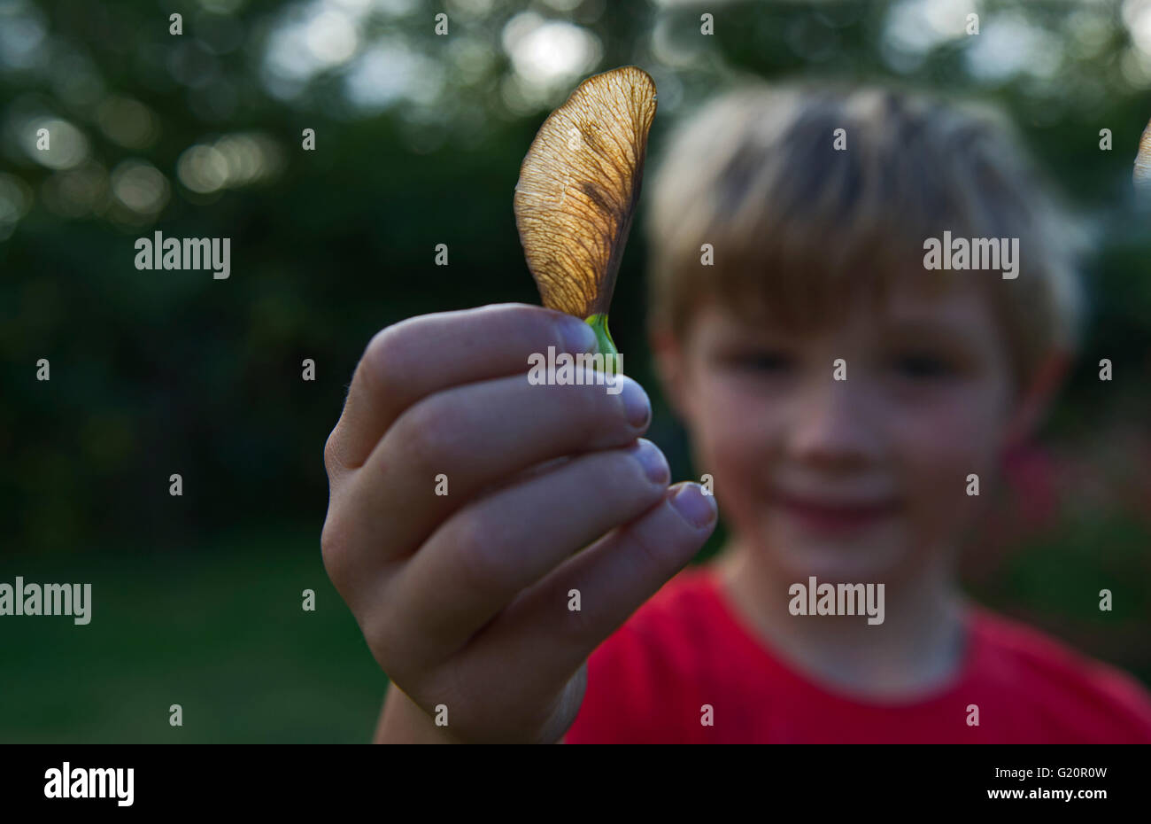 Sycamore tree seed hi-res stock photography and images - Alamy