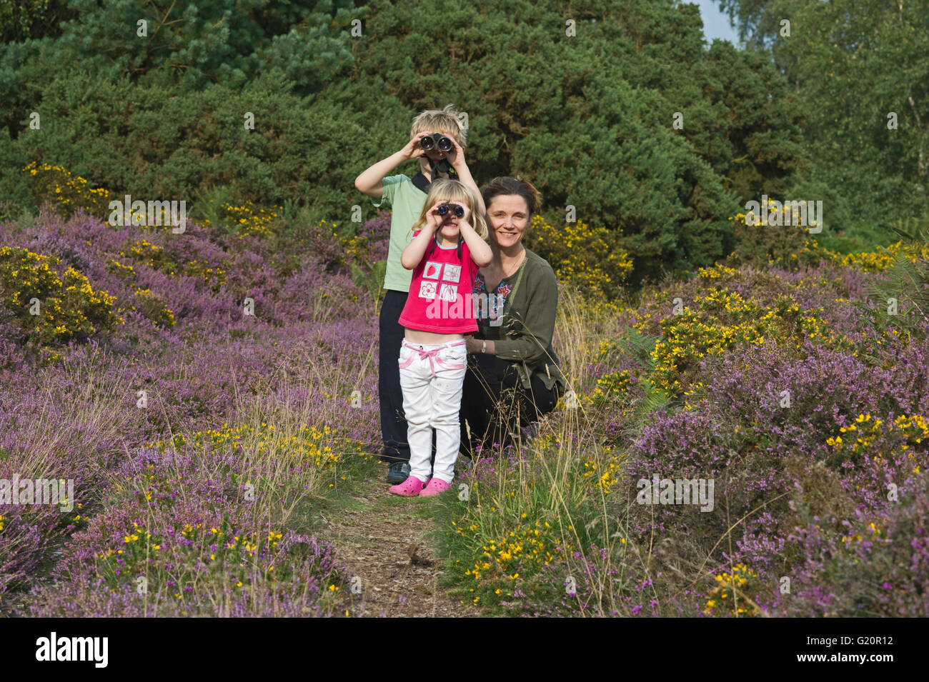 Family bird watching on heathland in summer Suffolk Sandlings Stock ...