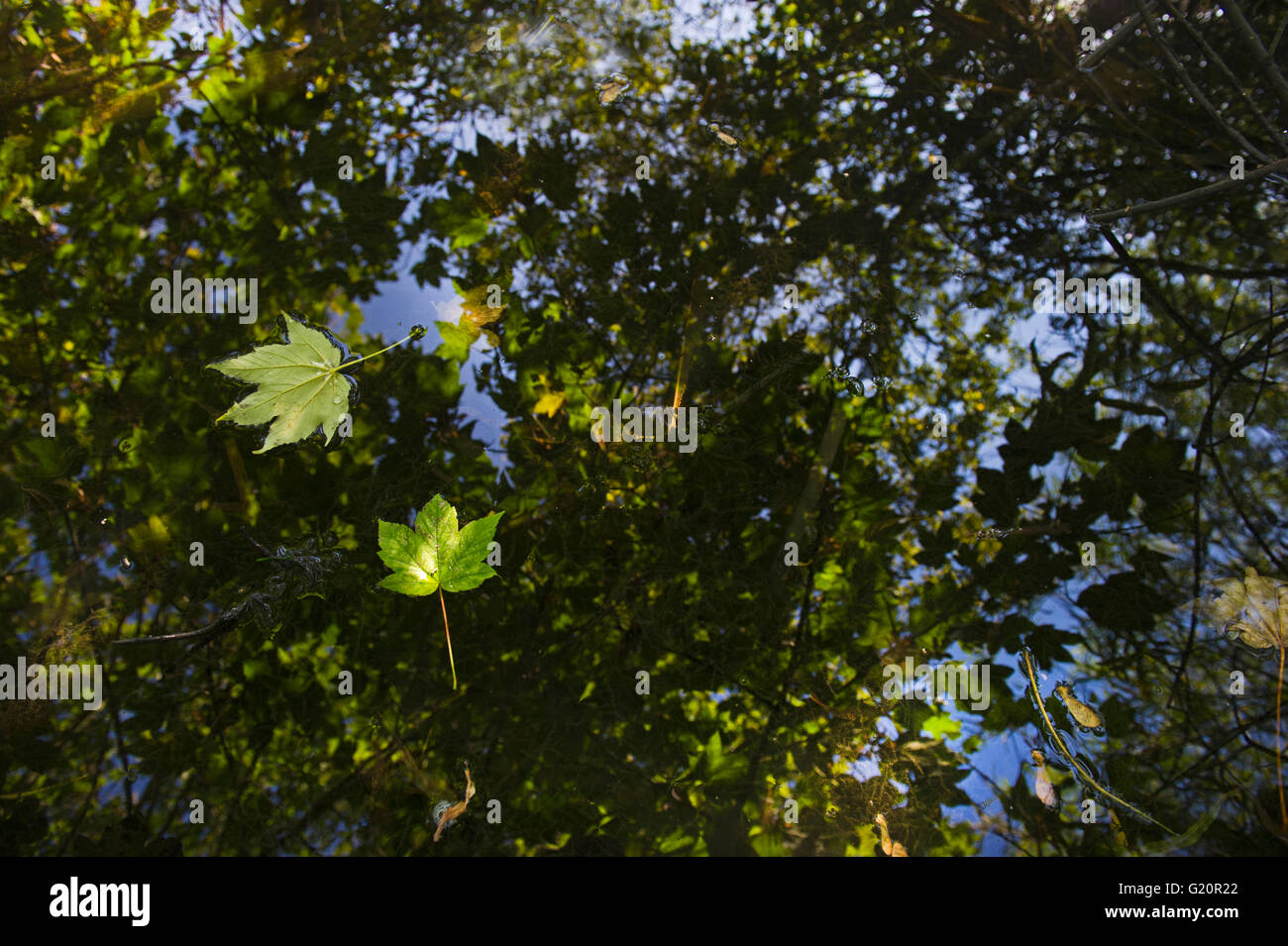 Sycamore leaves floating in Filby Broad Trinity Broads Norfolk Broads ...