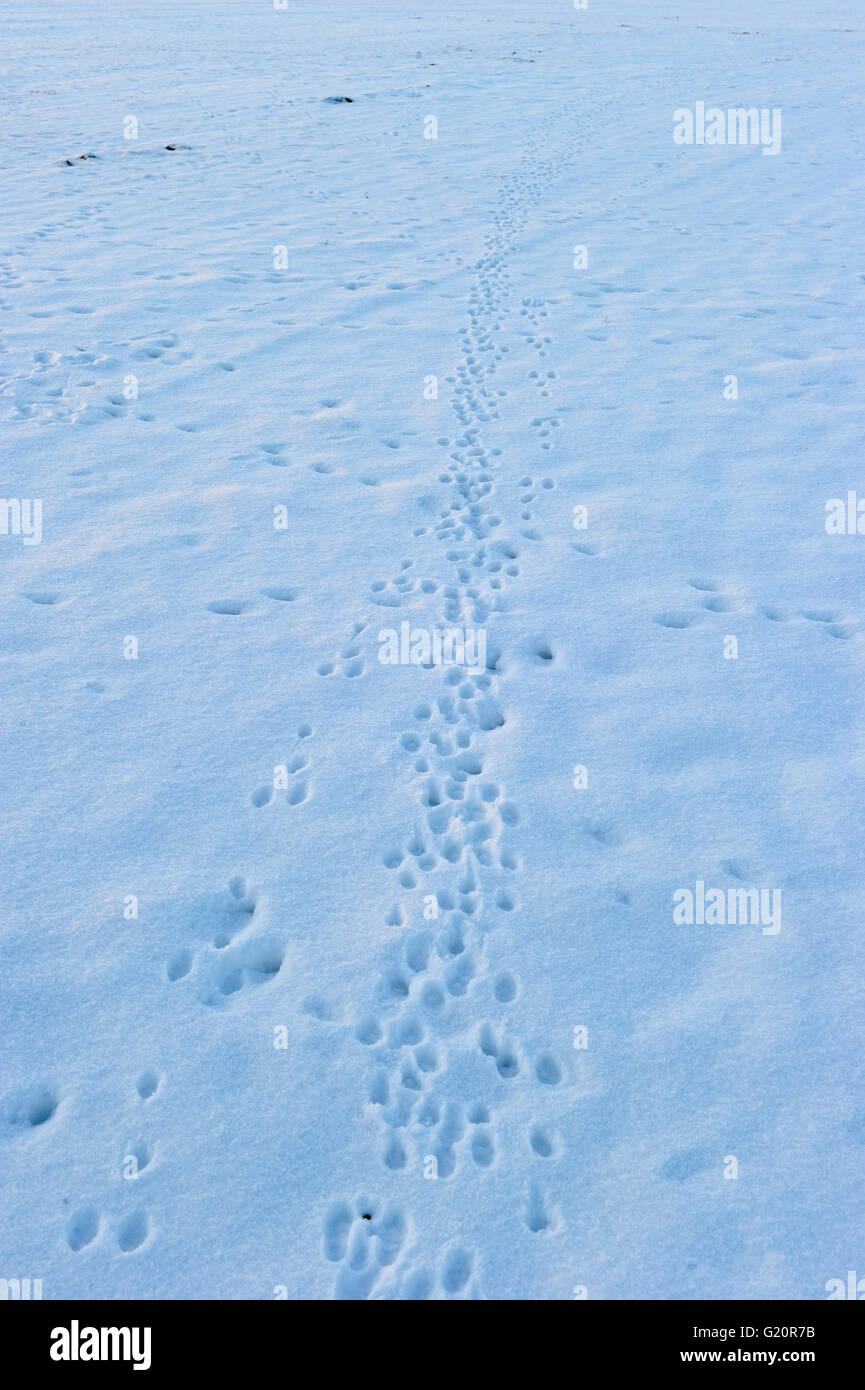 Hare footprints in snow hi-res stock photography and images - Alamy