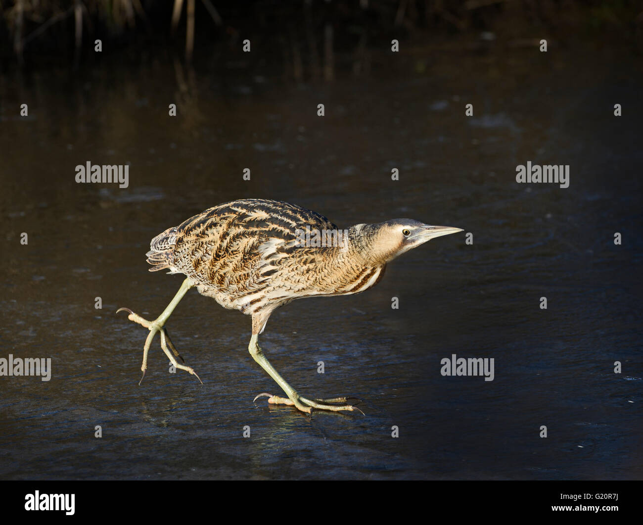 Eurasian Bittern stalking across a frozen pool at Slimbridge Glos ...