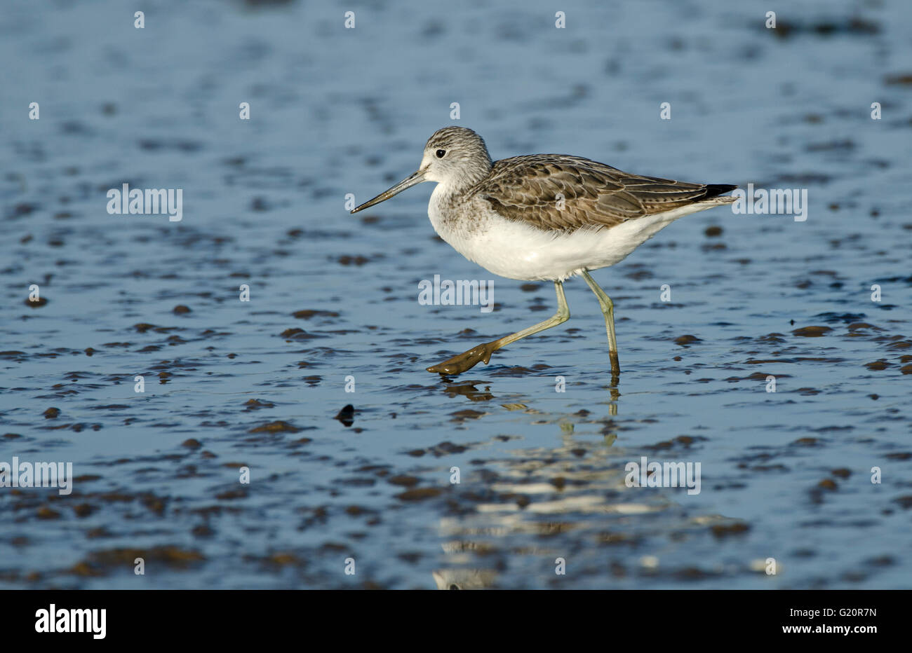 Wader tringa nebularia hi-res stock photography and images - Alamy