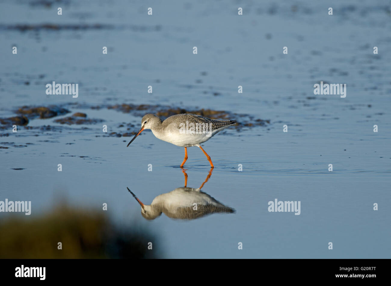 Spotted Redshank Tringa erythropus wintering North Norfolk February ...