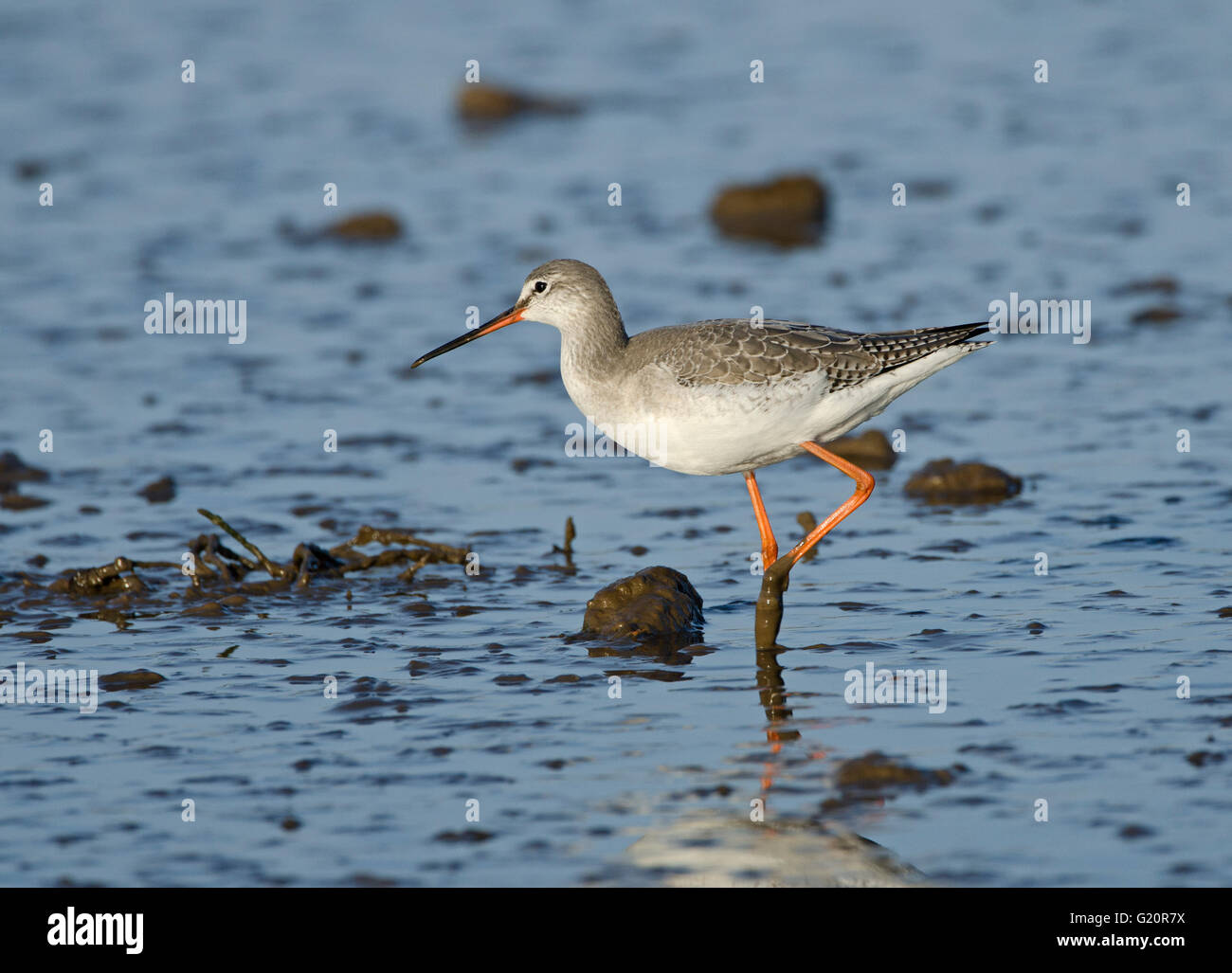 Spotted Redshank Tringa erythropus wintering North Norfolk February ...