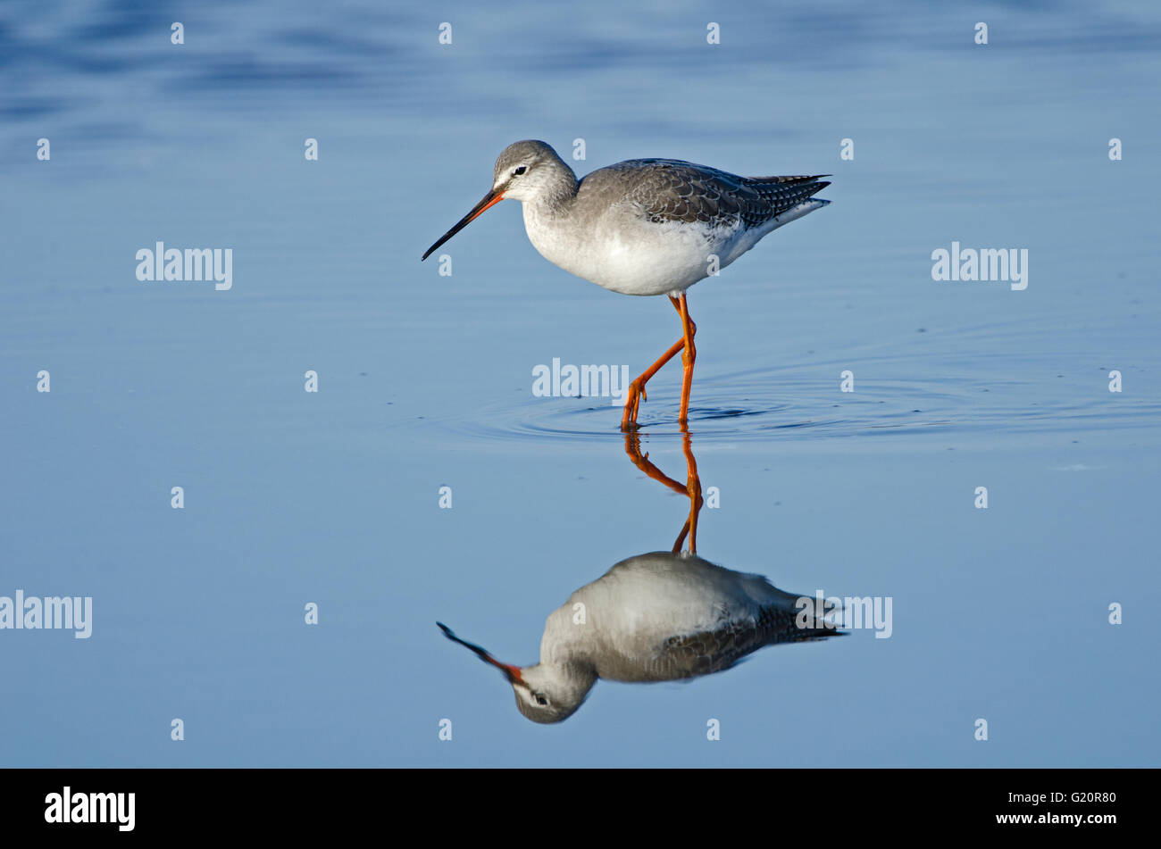 Spotted Redshank Tringa erythropus wintering North Norfolk February ...