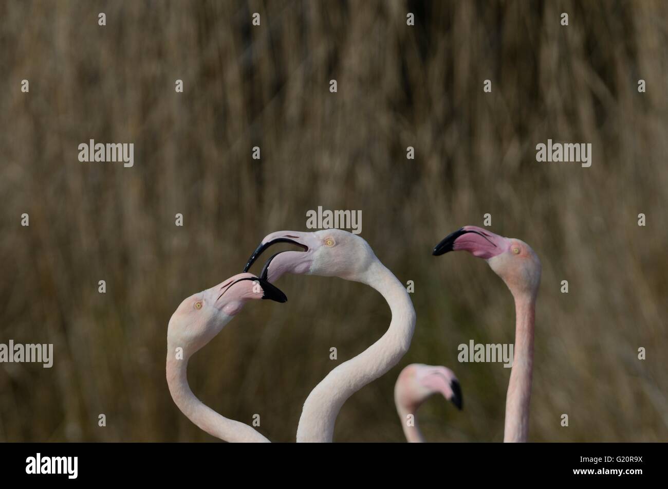 Greater Flamingo; Phoenicopterus roseus; bird; bill; close up; camargue ...
