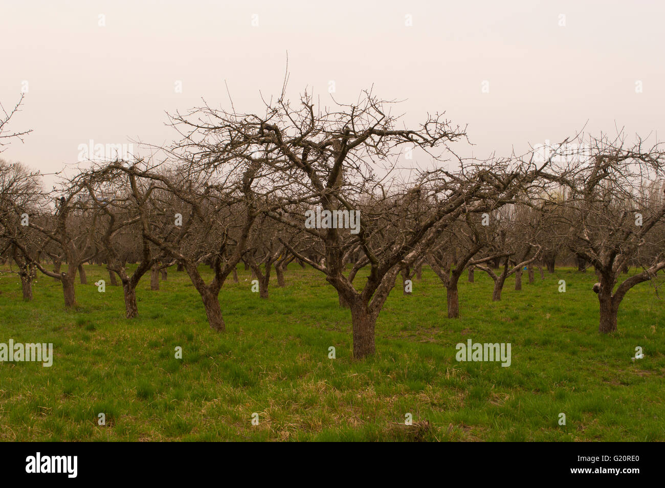 Leafless Apple Tree High Resolution Stock Photography and Images - Alamy