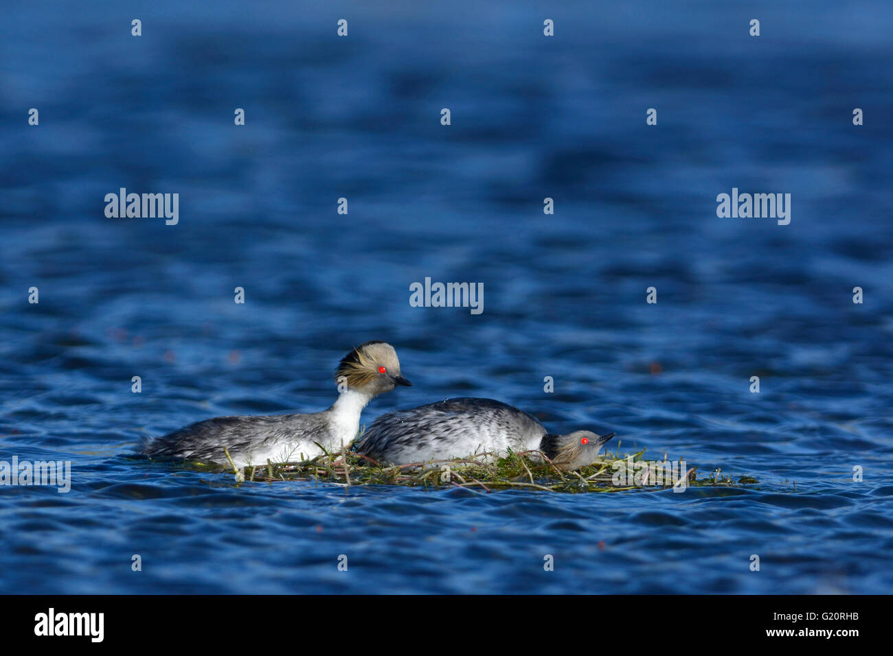 Silvery Grebes Podiceps occipitalis Laguna Azul, Torres del Paine NP ...