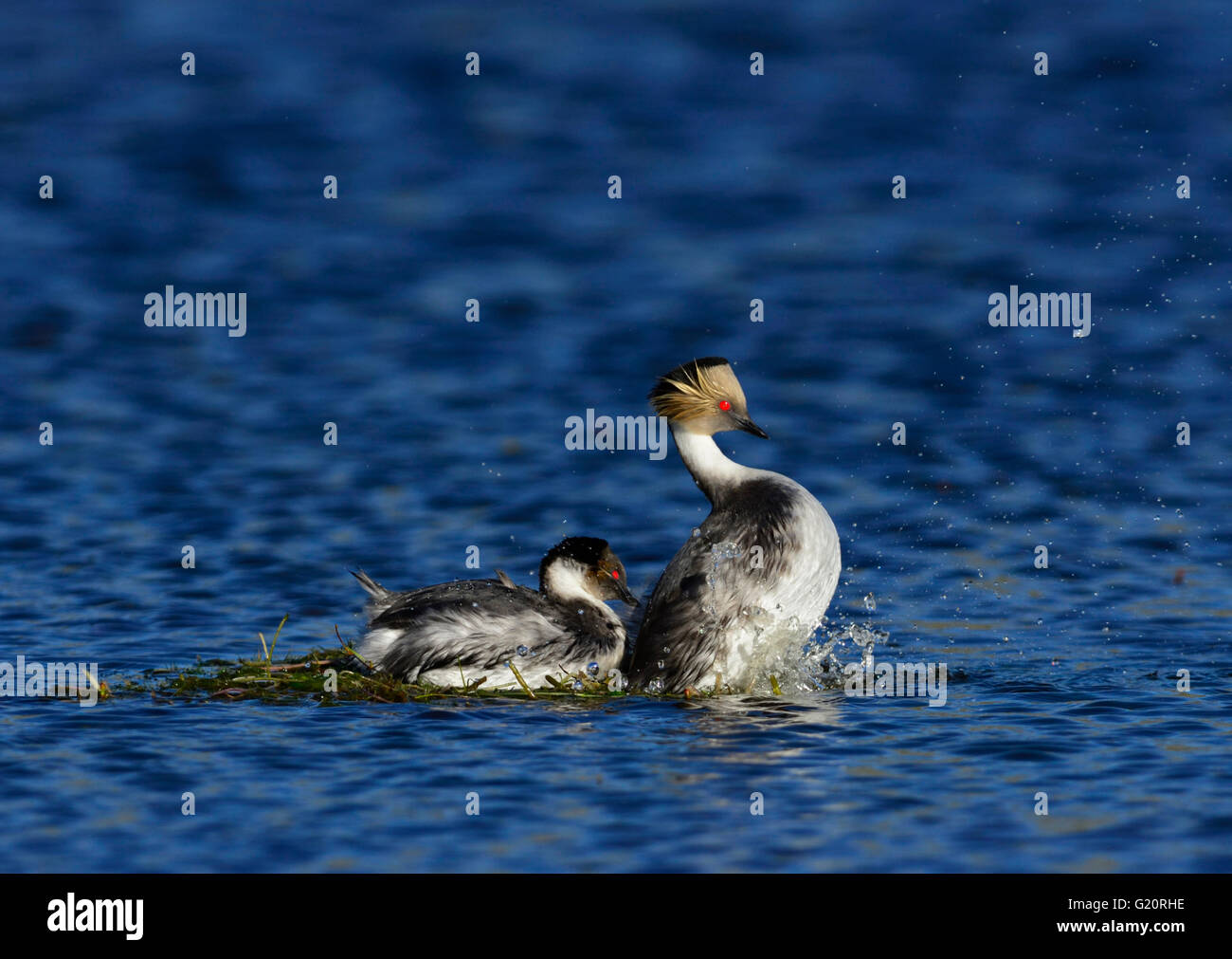Silvery Grebes Podiceps occipitalis Laguna Azul, Torres del Paine NP ...